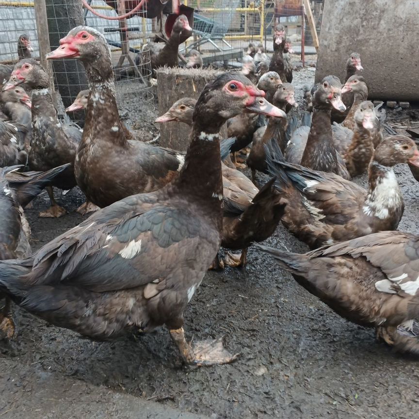 Индоутки на племя