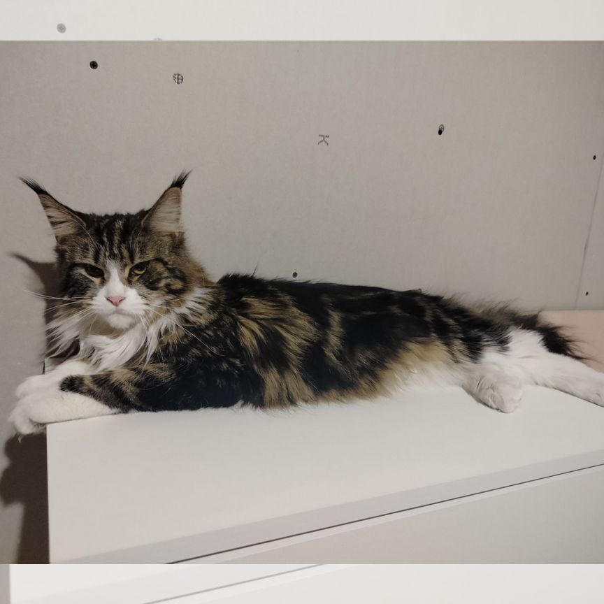 Мейн-кун котёнок