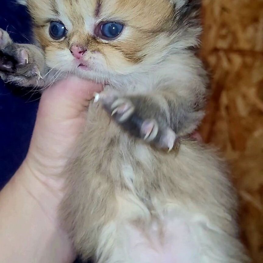 Шотландские эксклюзивчики