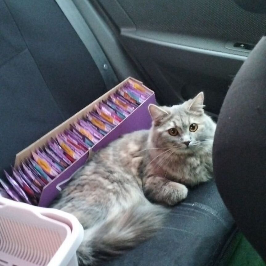 Отдам кошку в добрые руки бесплатно