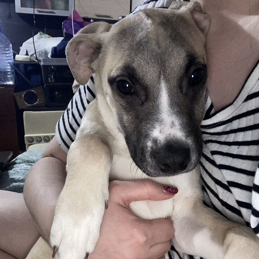 Американский питбультерьер, щенок