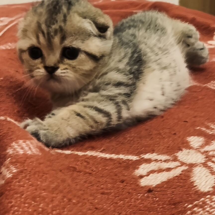 Шотландский вислоухий короткошёрстный котёнок