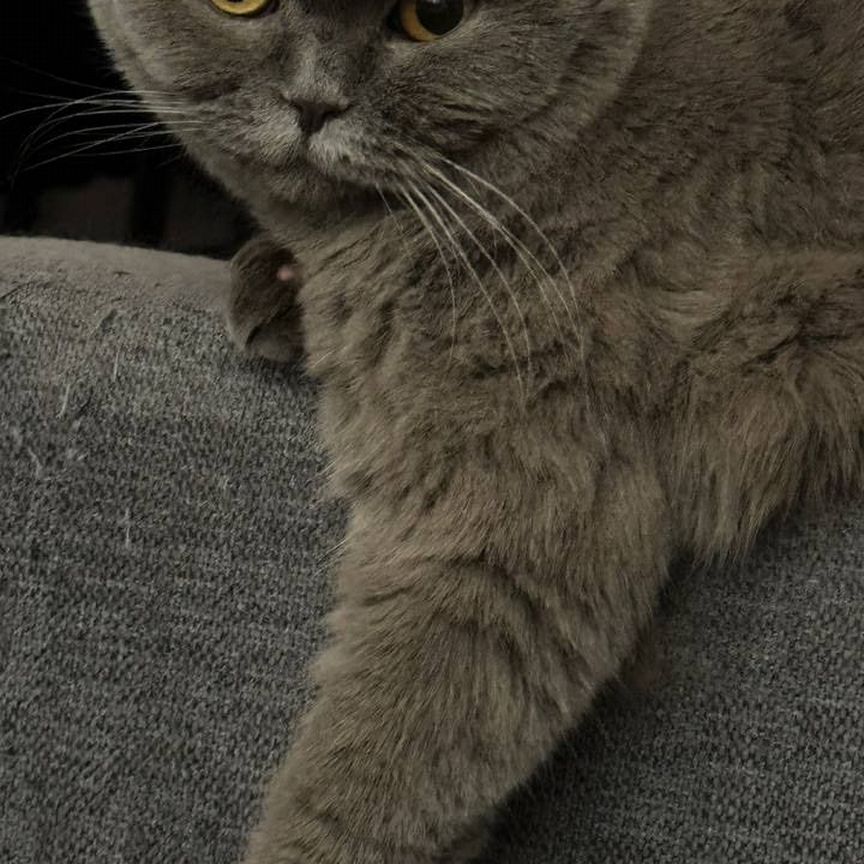 Британская кошка бесплатно вислоухая