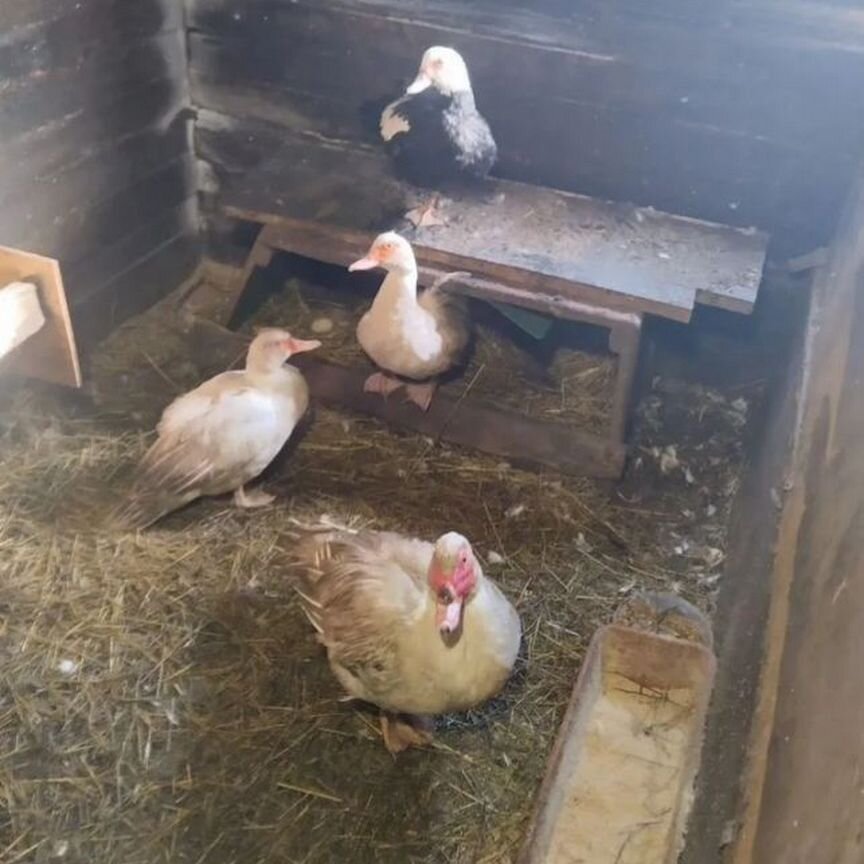 Мускусные утки