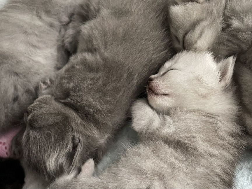 Шотландские котята