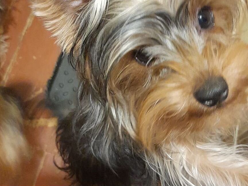 Йоркширский терьер щенки