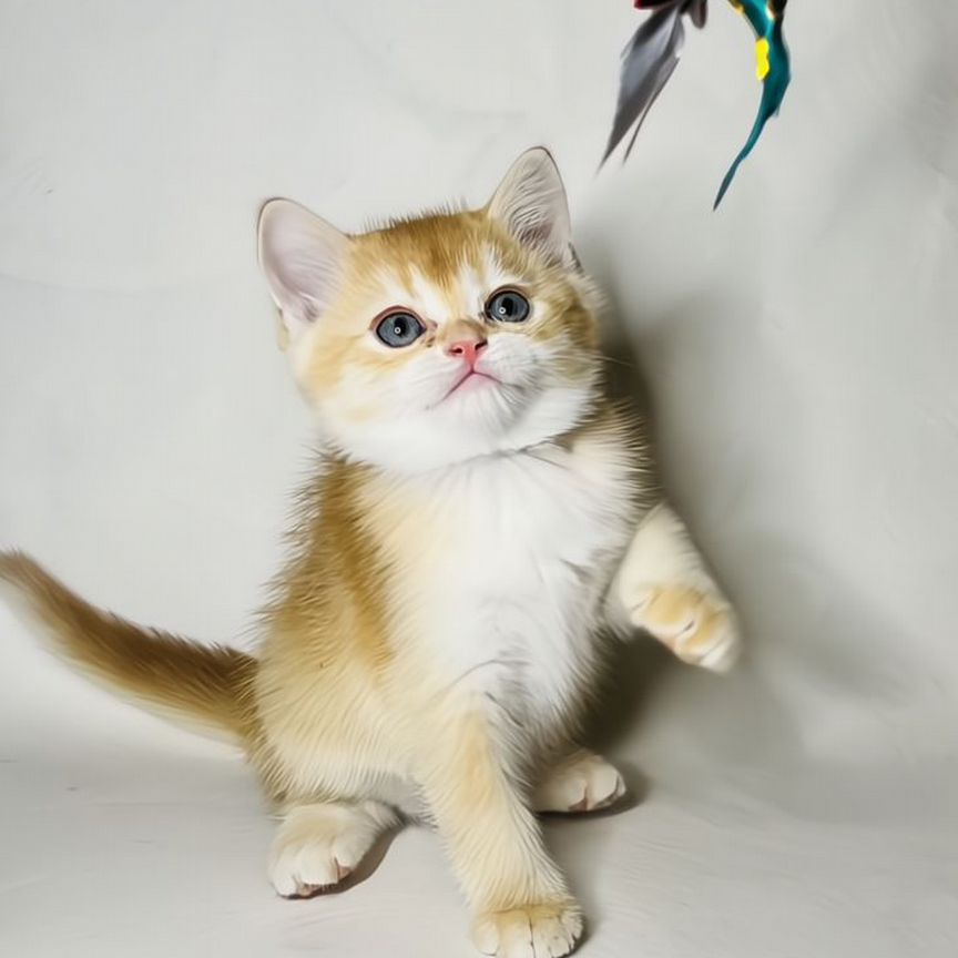 Шотландский вислоухий короткошёрстный котёнок