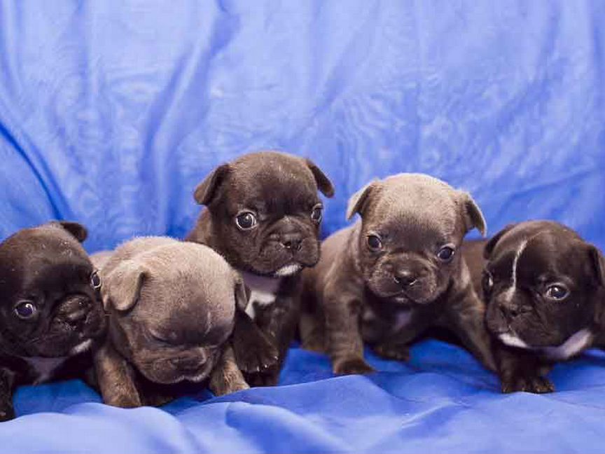 Французский бульдог щенки