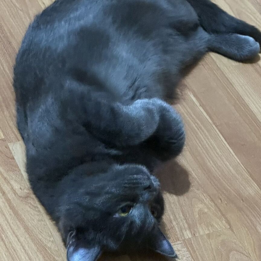 Отдам в добрые руки. Кошечки очень добрые, игривые