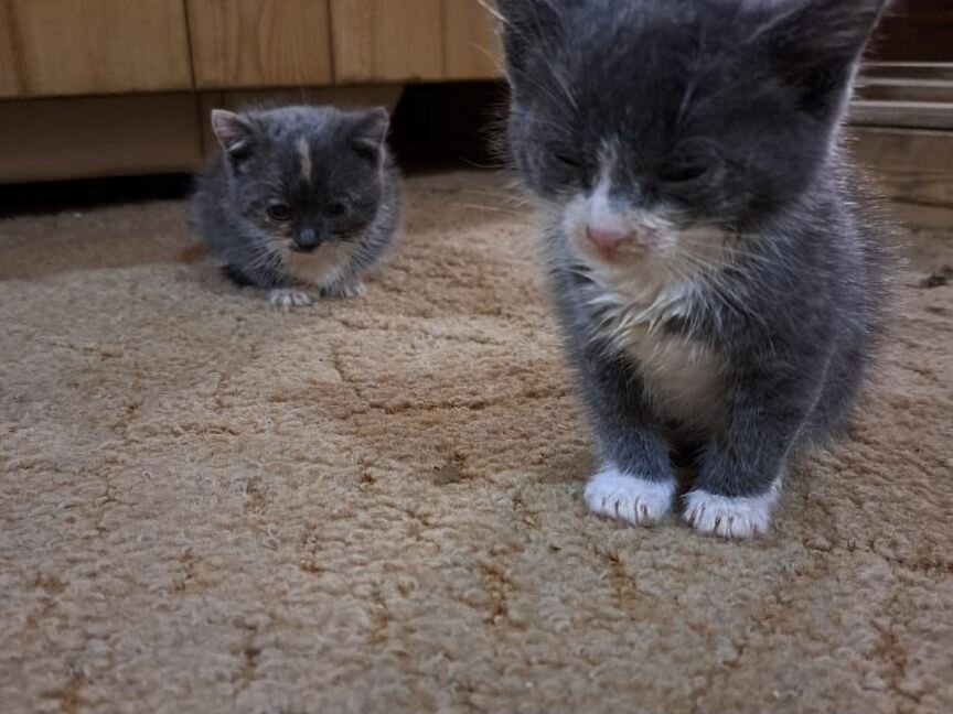 Котята в добрые руки бесплатно