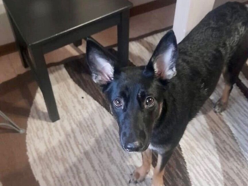 Замечательная юная Джессика ищет дом