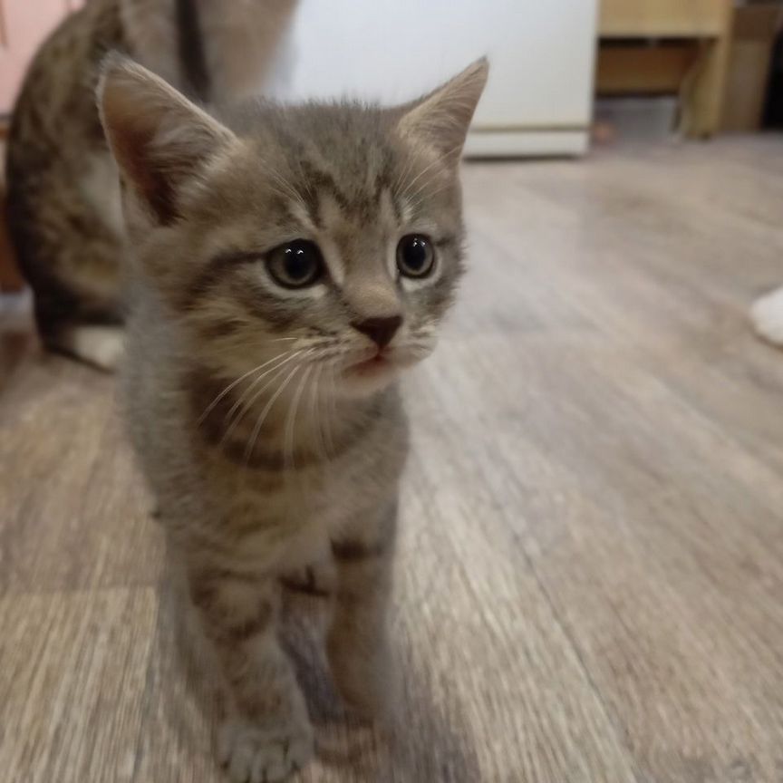 Котик красавец