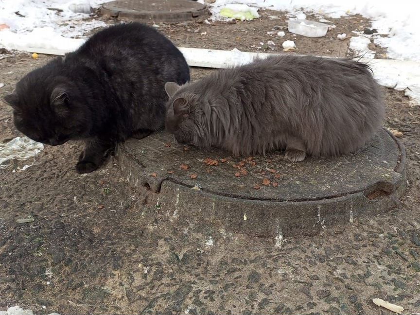 Выброшенные котики выживают на улице
