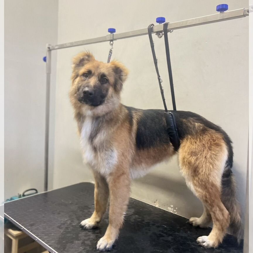 Немецкая овчарка, щенок