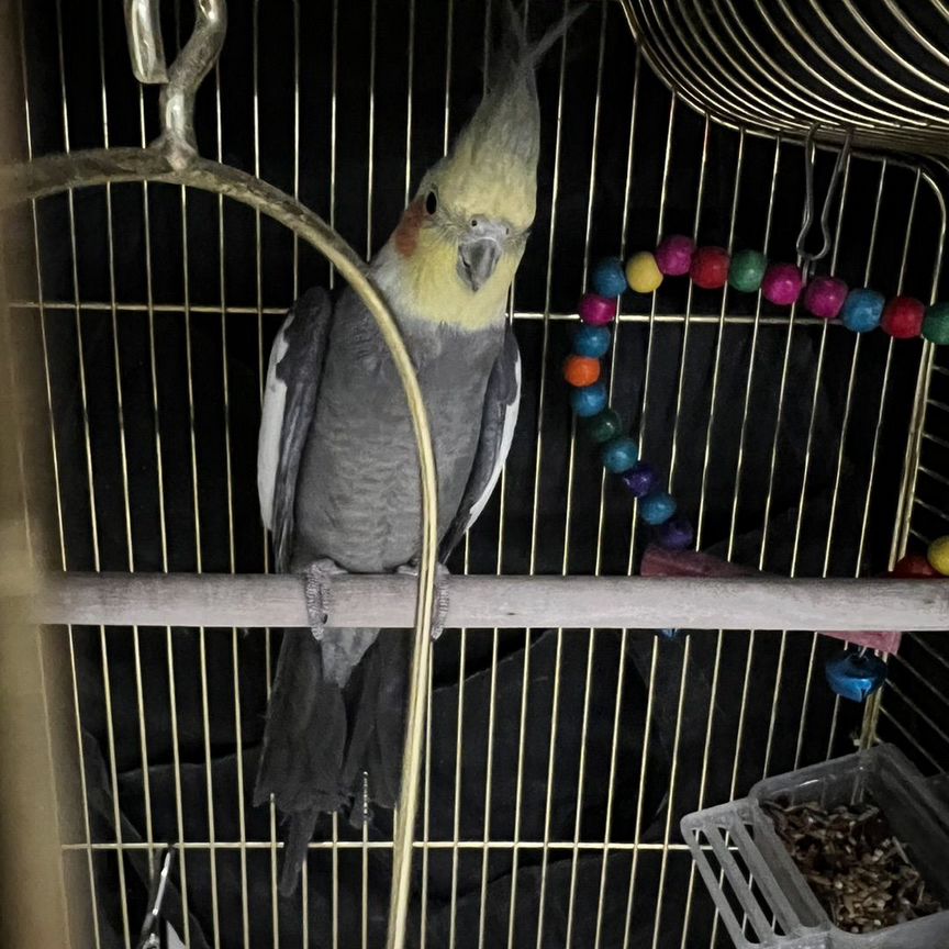 Попугай корелла