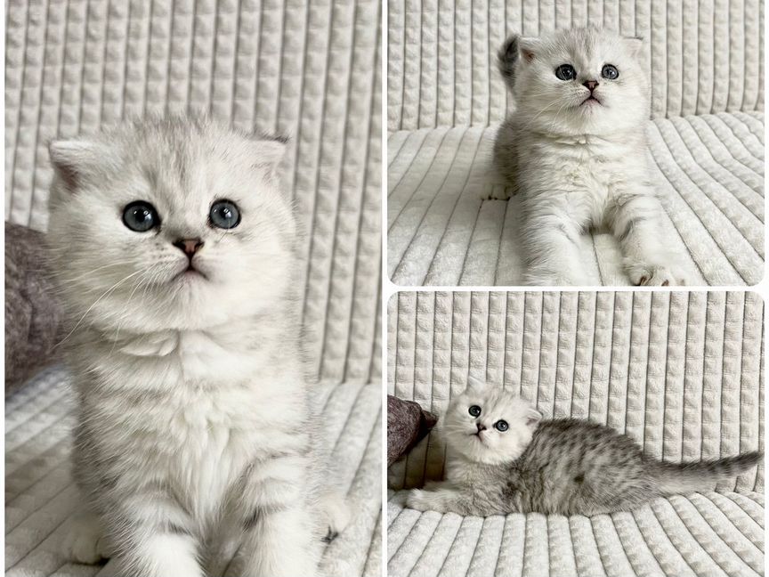 Шотландские вислоухие и прямоухие котята