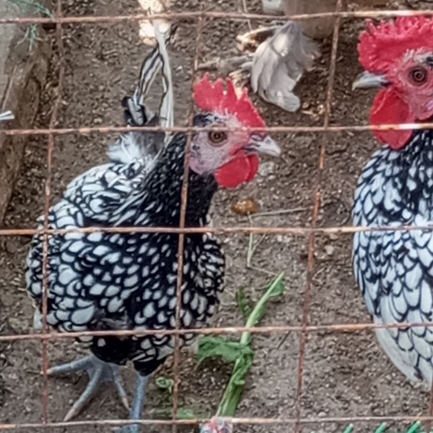 Петушки и курочки породы Сибрайт