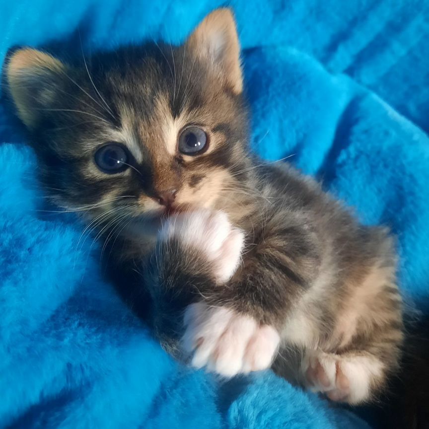 Отдам котят в добрые руки бесплатно