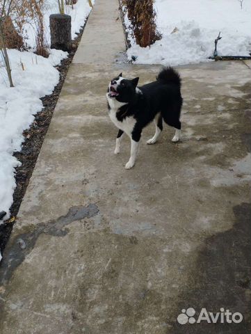 Лайка кобель вязка