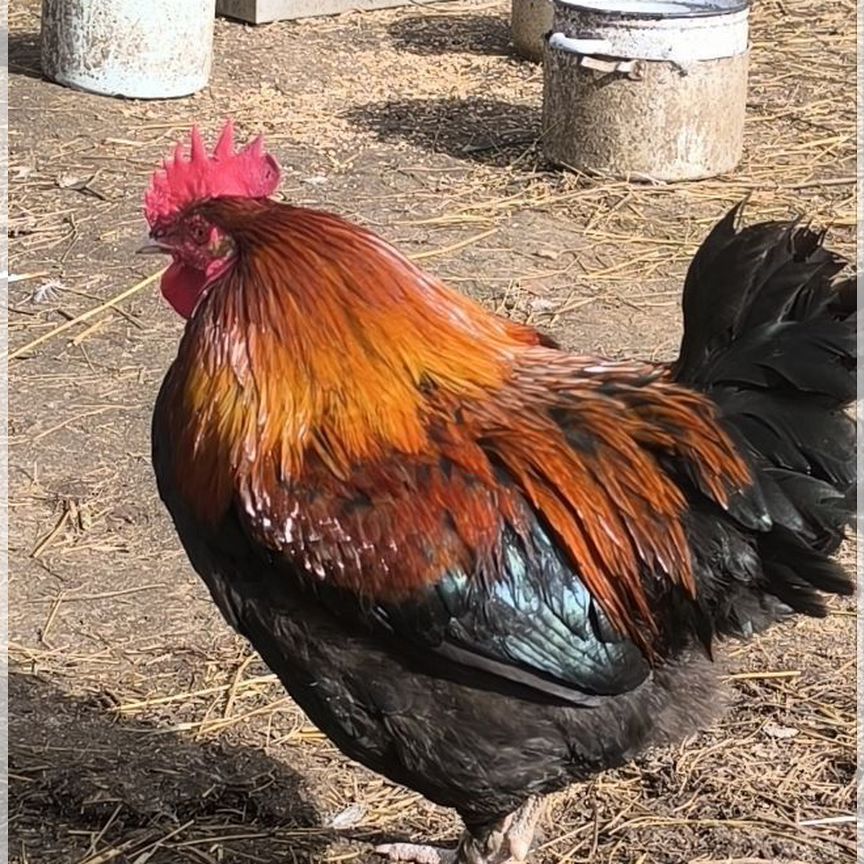 Куры петухи