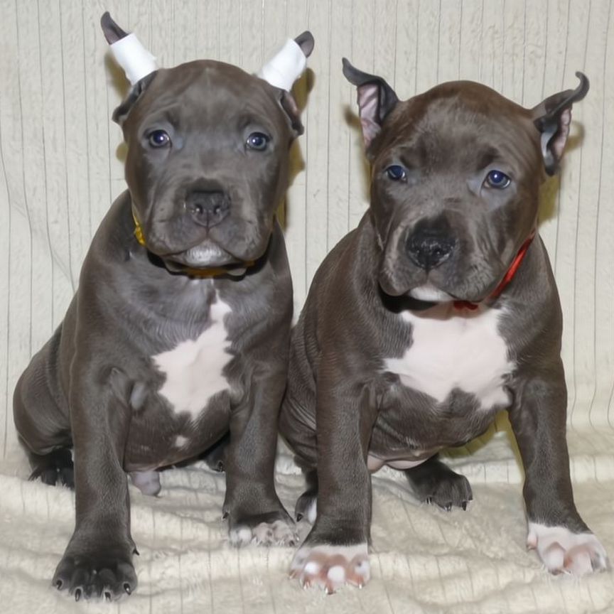Американский стаффордширский терьер, щенок