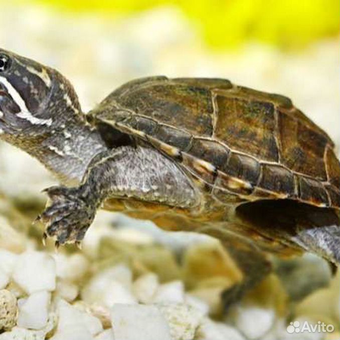 Мускусные черепашки