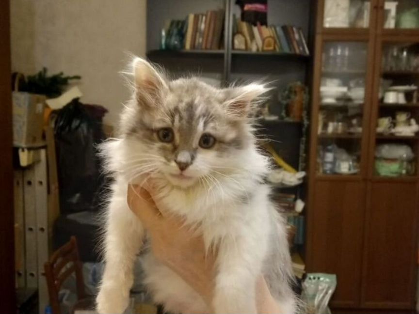Котик Снежок в дар, вакцинирован
