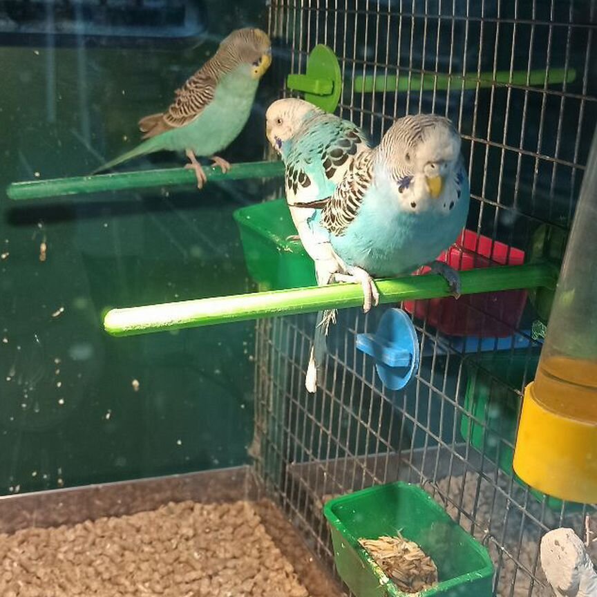 Волнистые попугаи продам