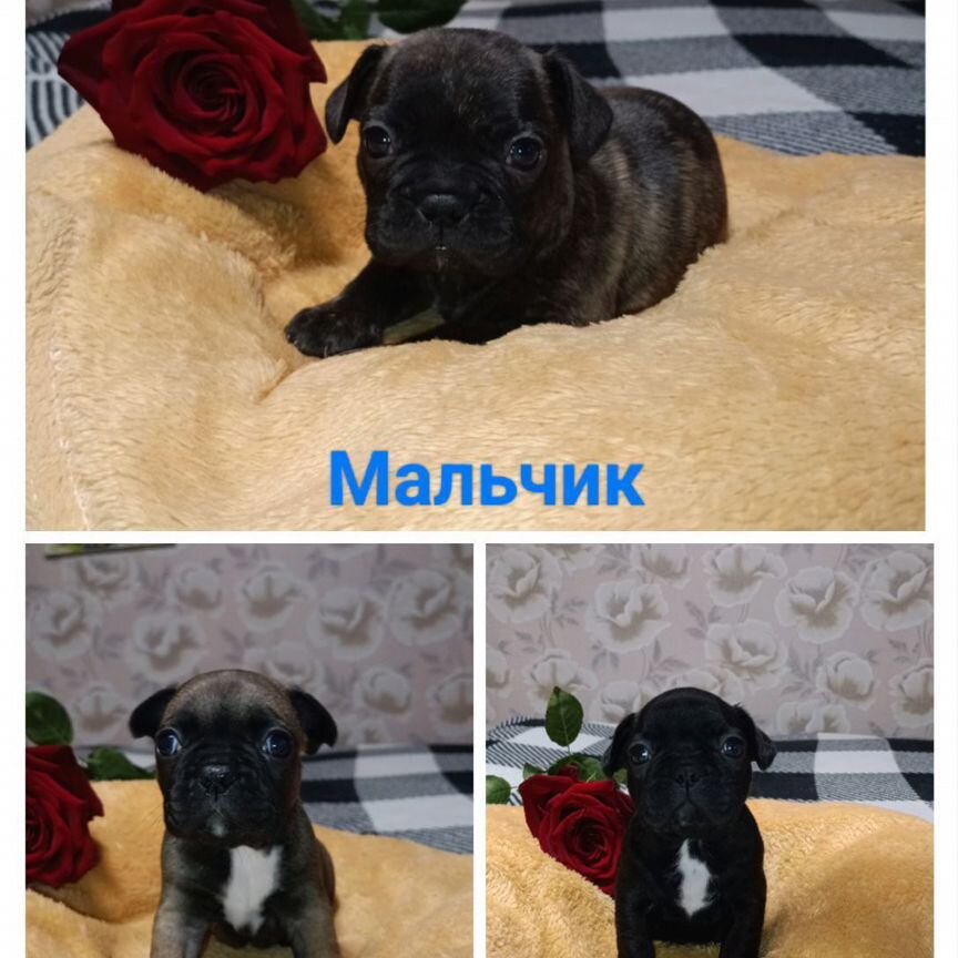 Французский бульдог, щенок