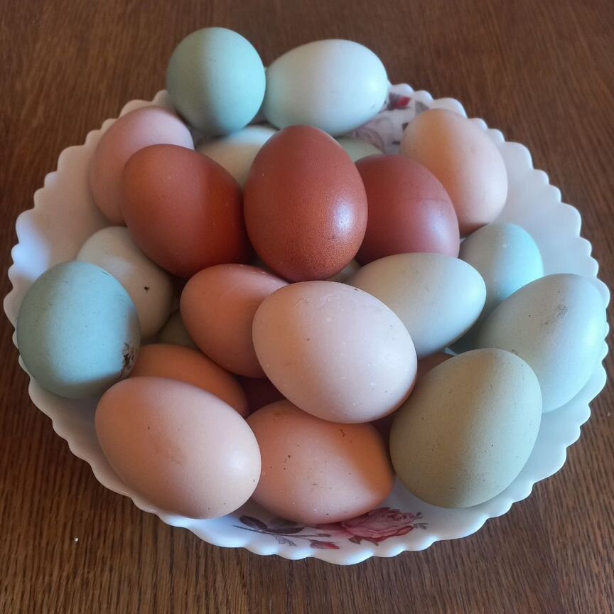 Яйцо инкубационное породных кур