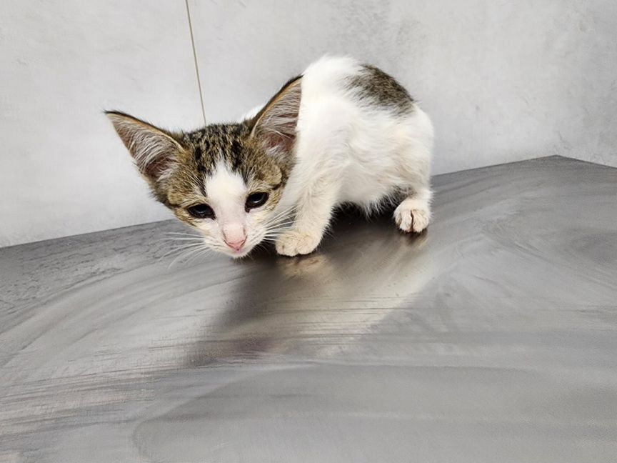 Котята в добрые руки бесплатно