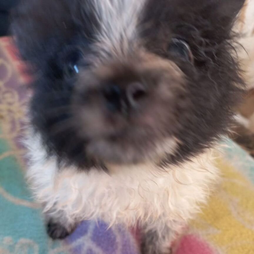 Щенки померанского шпица