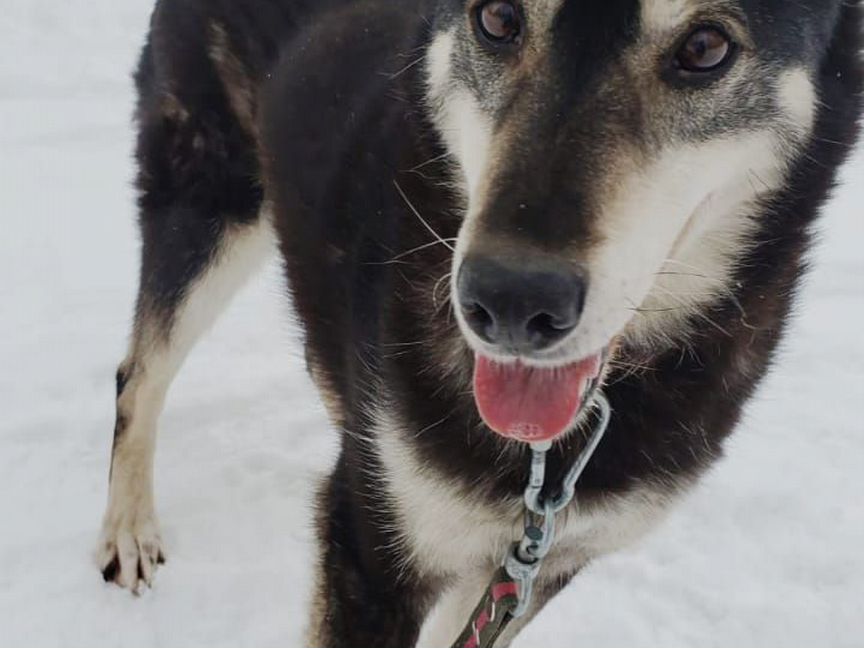 Джоник ищет родителей