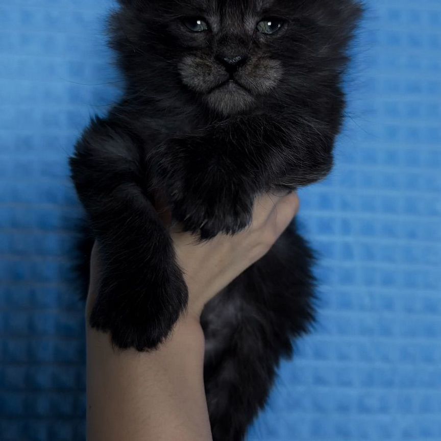 Котенок мейкун