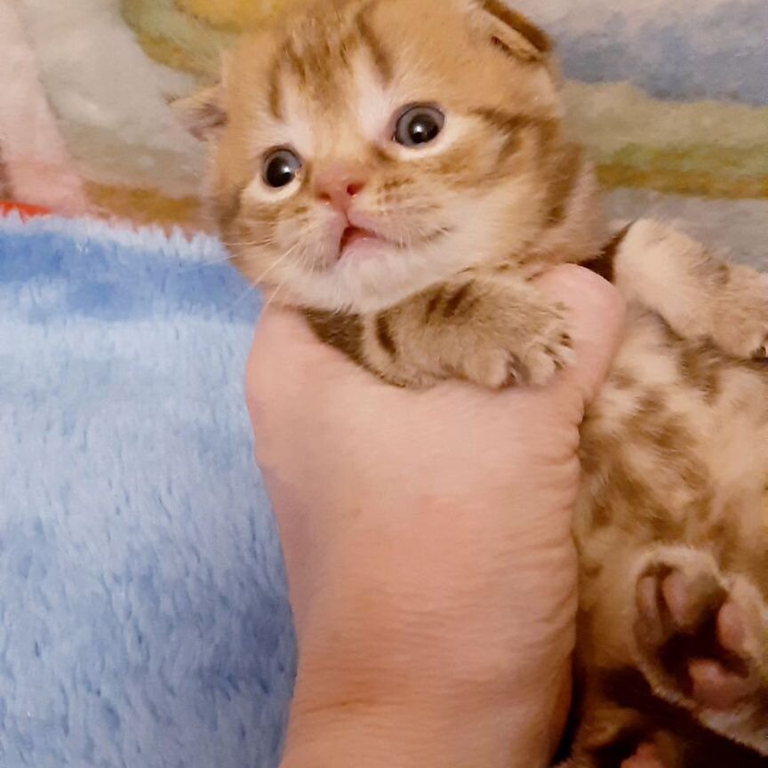 Шотландские котята