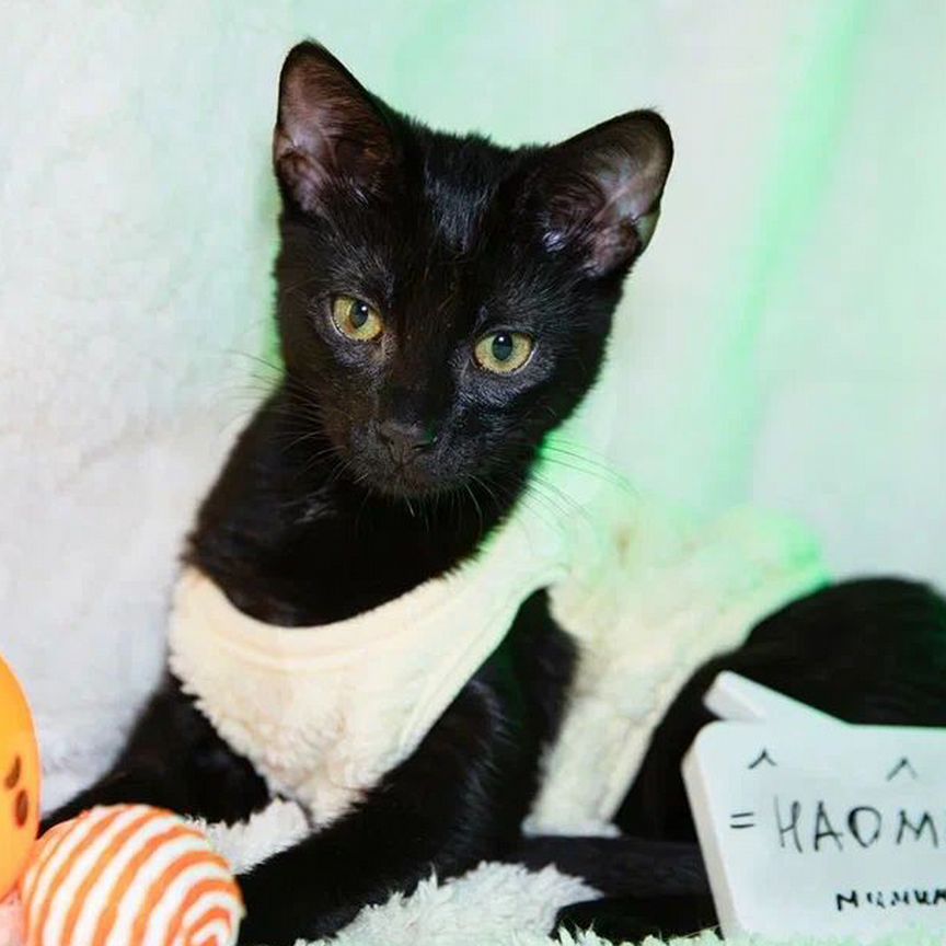 Котёнок в добрые руки