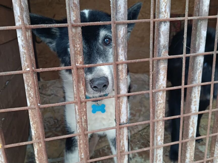 Помогите вызволить пожилых собак из ада
