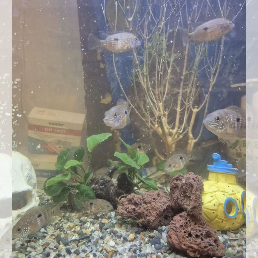 Акары бирюзовые