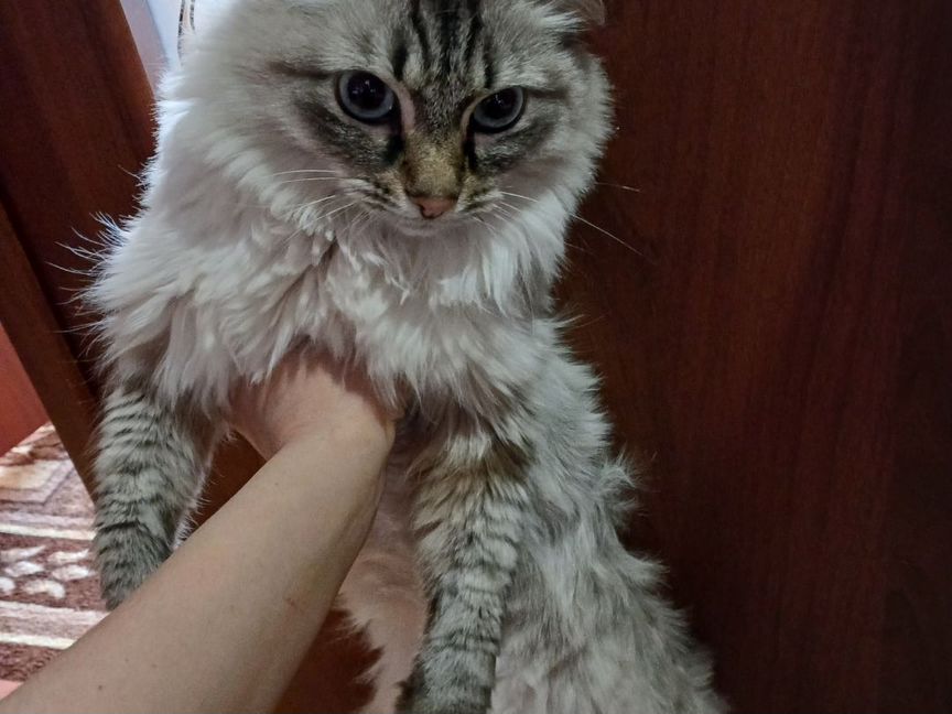 Отдам в добрые руки