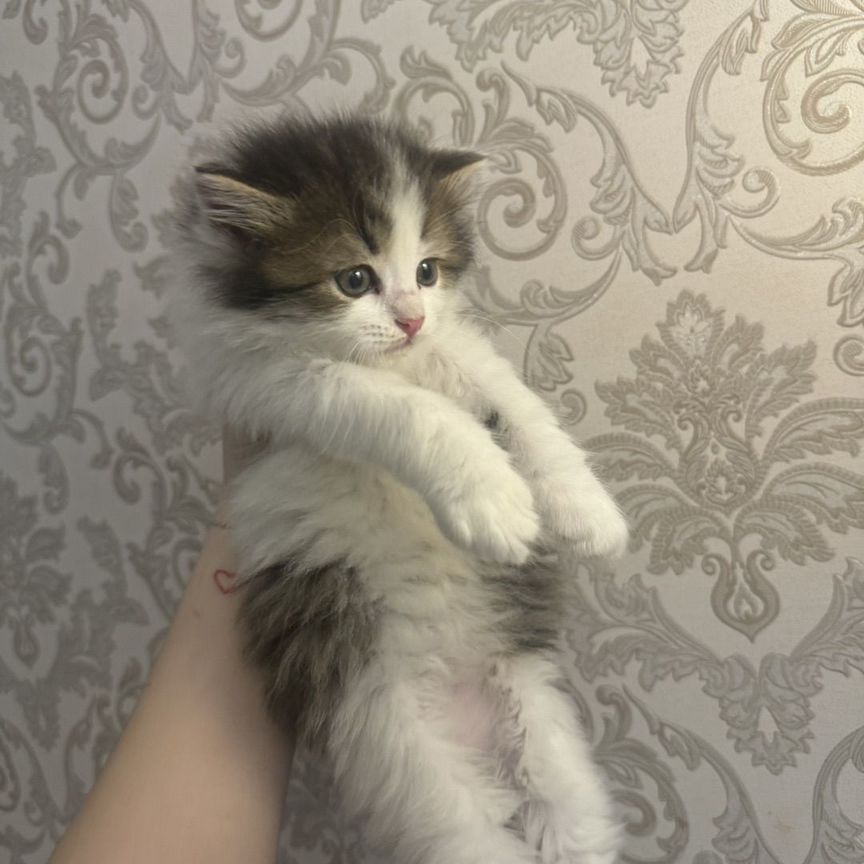 Сибирский котенок мальчик