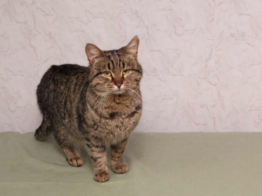 Котик в добрые руки