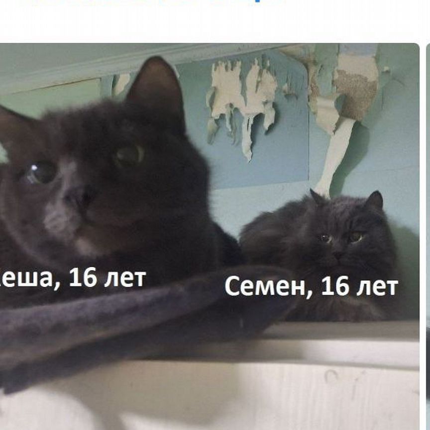 Взрослый кот в добрые руки