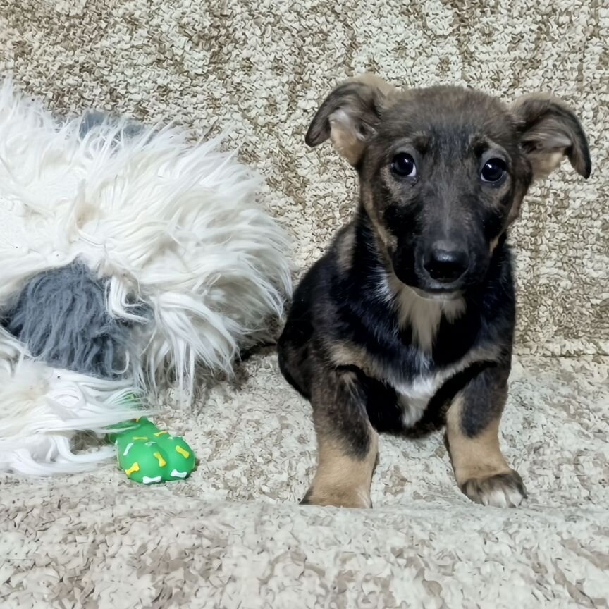 Щенок в добрые руки