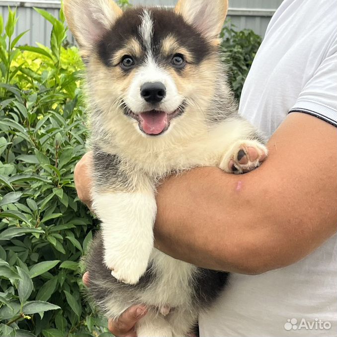 Вельш-корги пемброк супер мальчишка