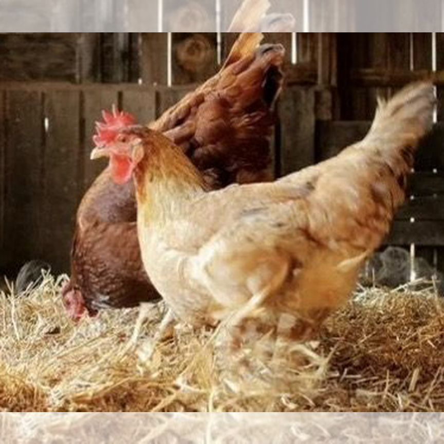 Солома в тюках в Малоярославеце