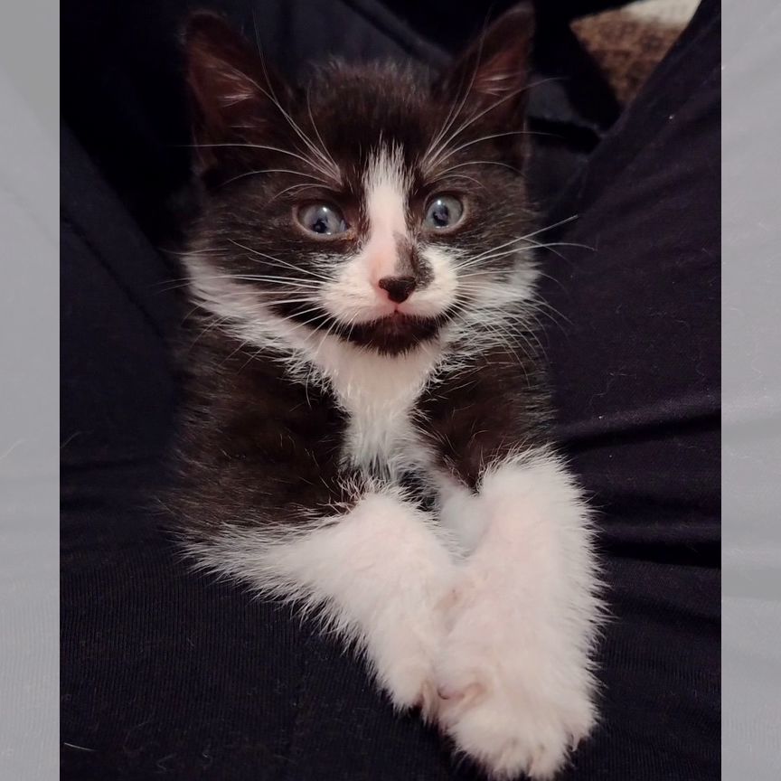 Котенок ищет дом
