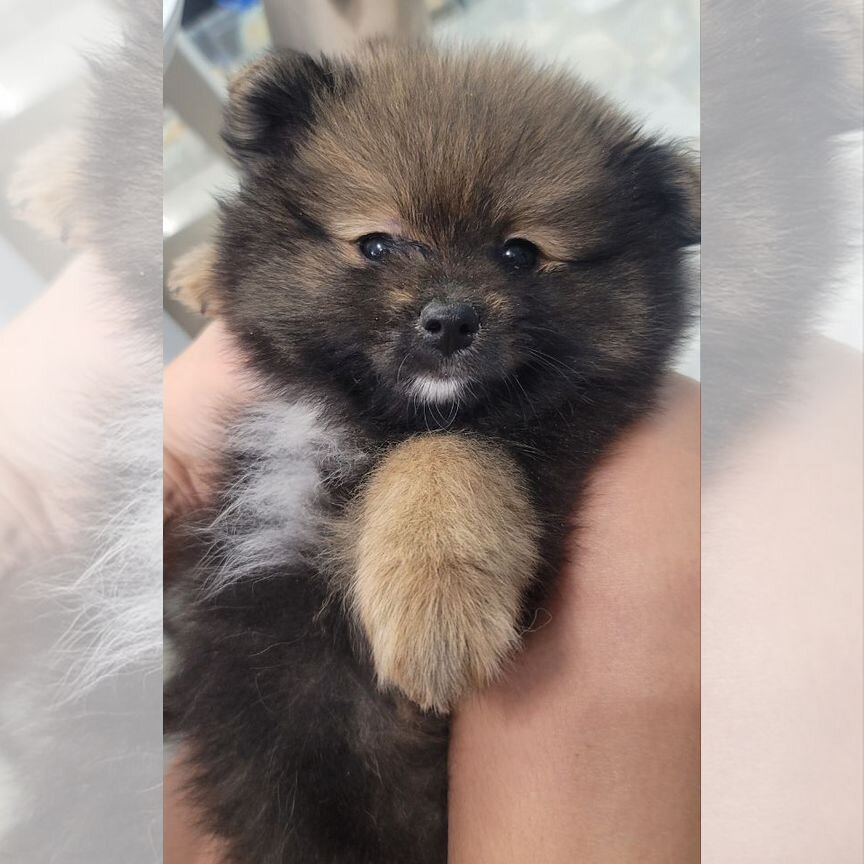 Померанский шпиц, щенок