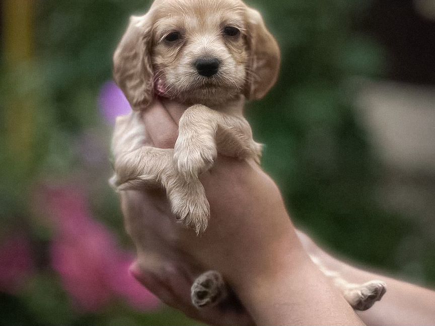Щенок английского кокер спаниеля