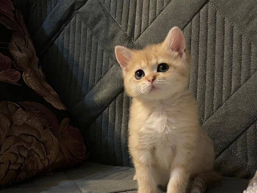 Зеленоглазая золотая шиншилла (мальчик)