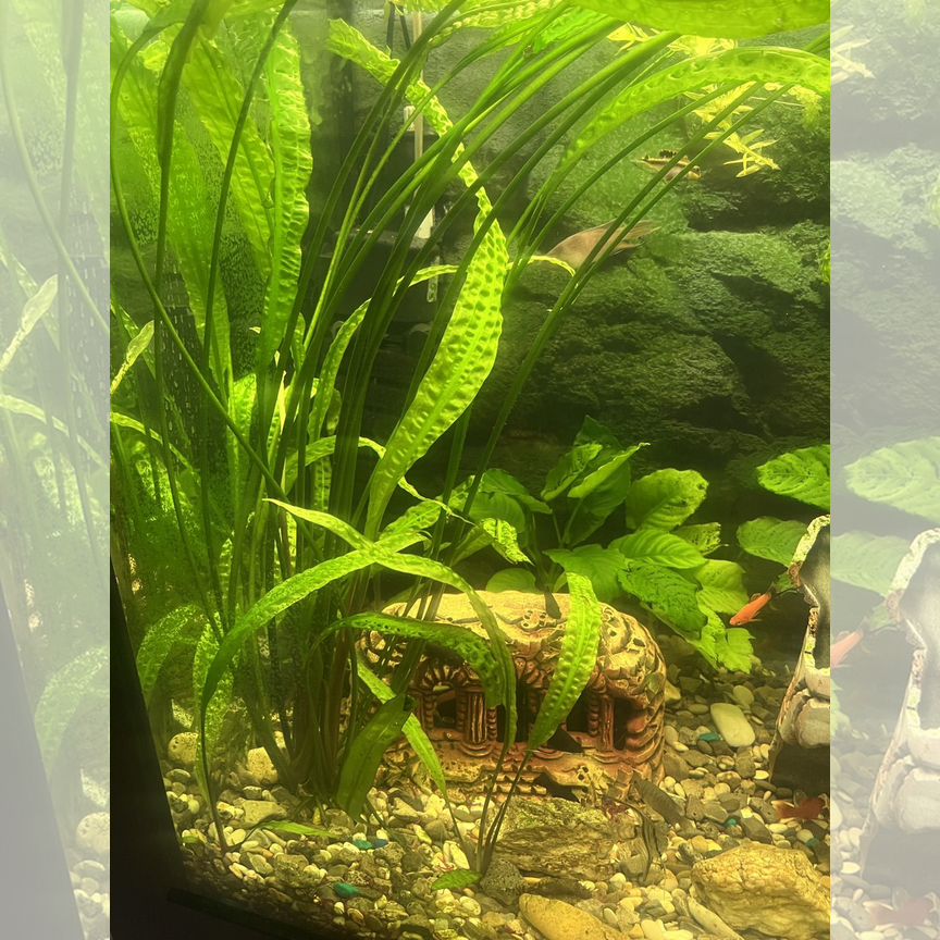 Продам водоросли для аквариума